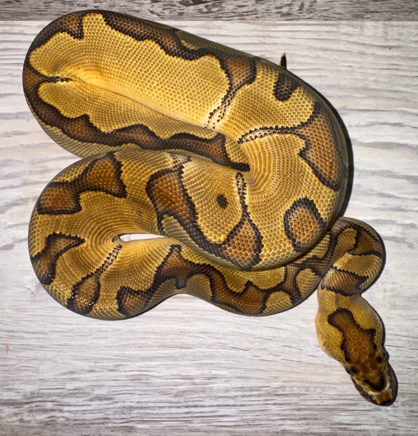 Enchi Clown Het Hypo Het Desert Ghost Ball Python by Royal Ambassador ...