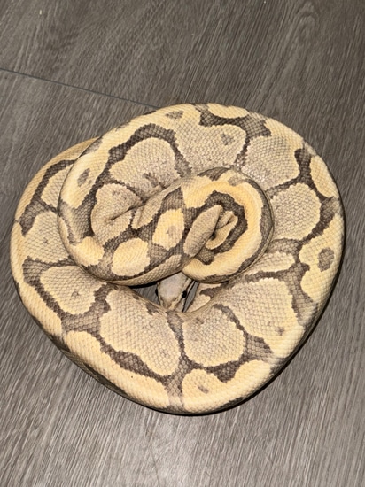 Hypo Vanilla Cream Ball Python by Royal Ambassador Reptiles