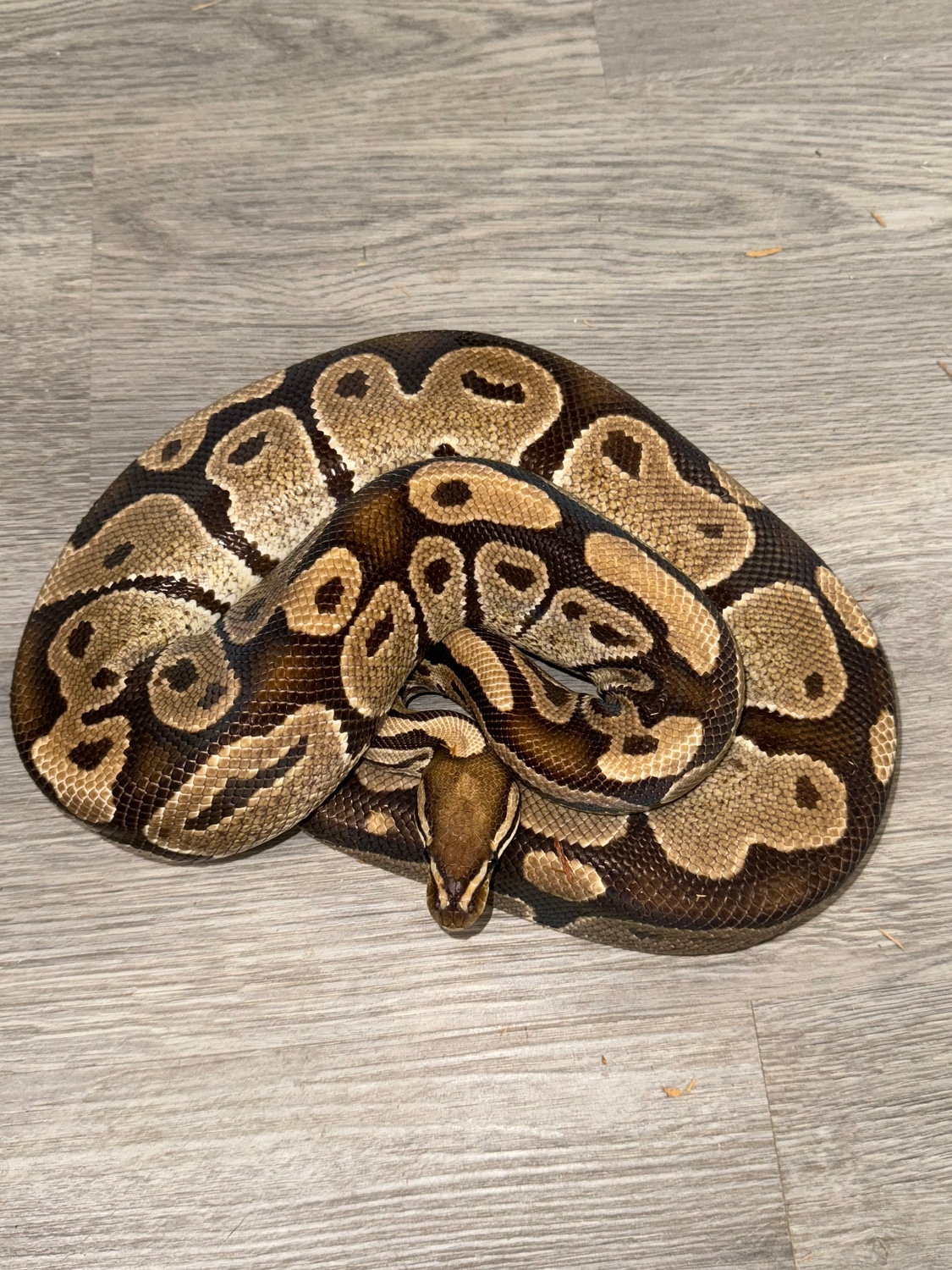 Disco Het Ultramel Ball Python by Royal Ambassador Reptiles - MorphMarket