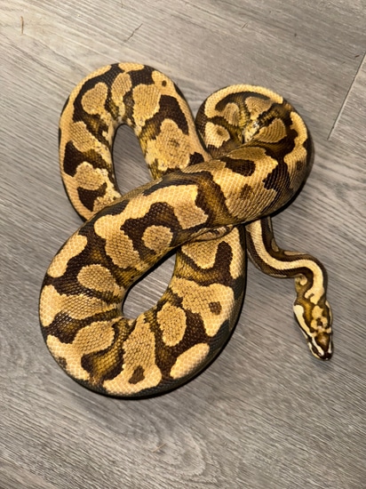 Spotnose Fire Yellow Belly Het Ultramel Ball Python by Royal Ambassador ...