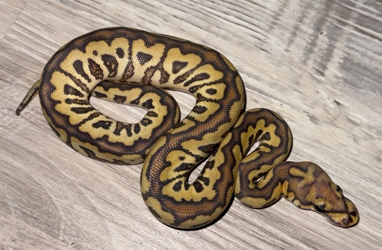 Spotnose Hypo Clown Ball Python by Royal Ambassador Reptiles