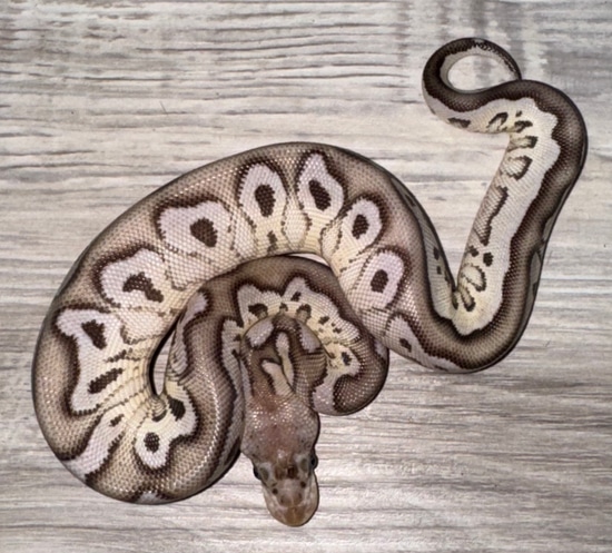 Pastel Mojave Axanthic Clown Ball Python by Royal Ambassador Reptiles