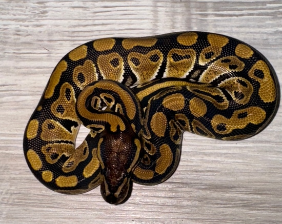 Het Ultramel Het Clown Het Vpi Axanthic 66 Het Piebald Ball Python by ...