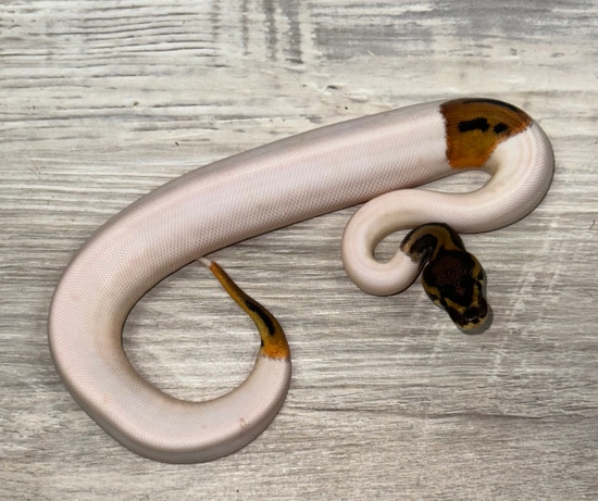 Orange Dream Leopard Piebald Het Desert Ghost Ball Python by Royal ...