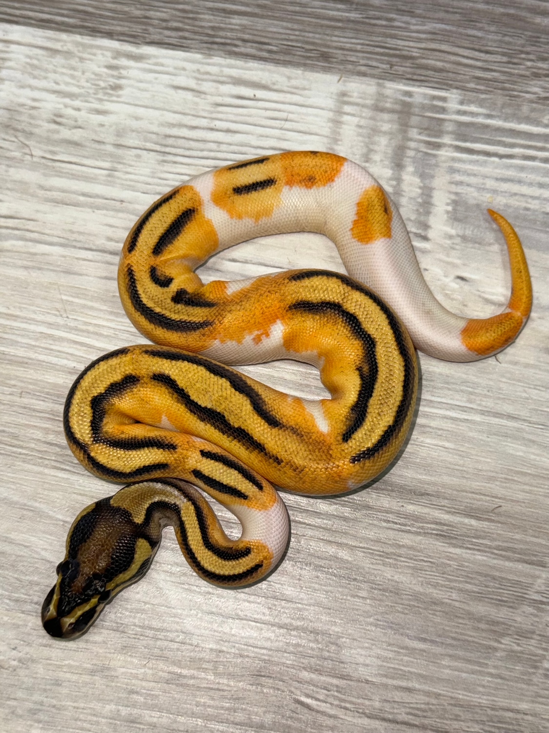 Super Orange Dream Piebald Het Desert Ghost Ball Python by Royal ...