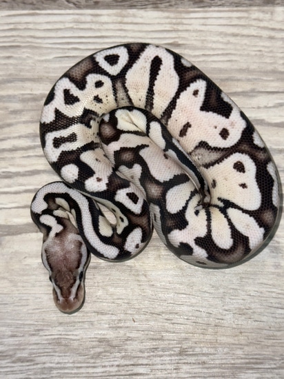 Fire Pastel Vpi Axanthic Het Desert Ghost Ball Python by Royal ...