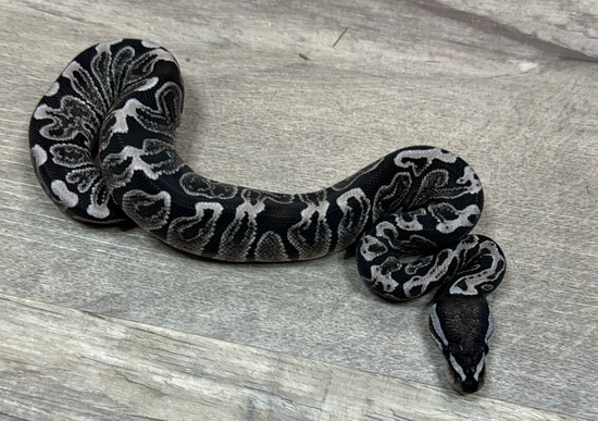 Vpi Axanthic Ghi Het Hypo Ball Python by Royal Ambassador Reptiles