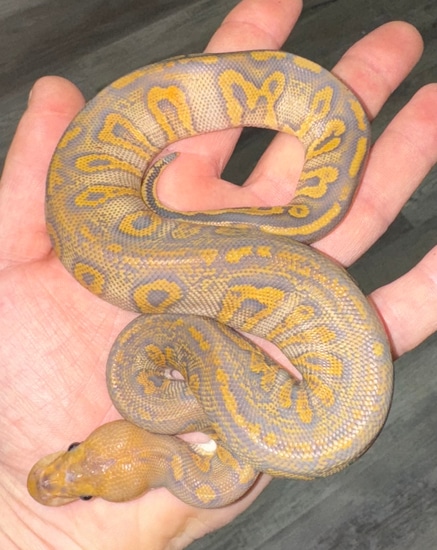 Hypo Stranger Clown Ball Python by Royal Ambassador Reptiles