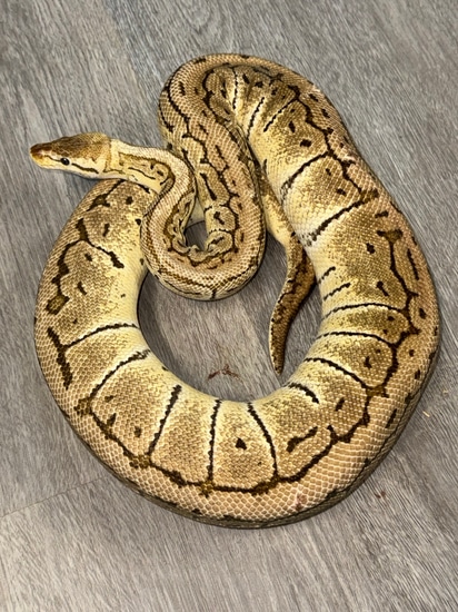 Pastel Pinstripe Het Hypo Het Clown Ball Python by Royal Ambassador ...
