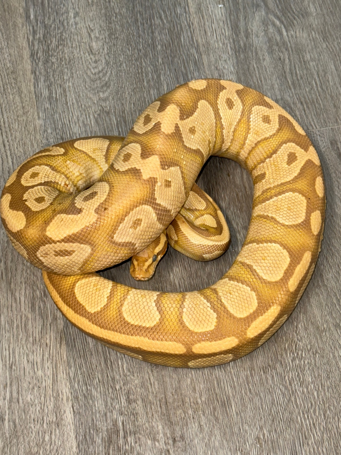 Mojave Ultramel Ball Python by Royal Ambassador Reptiles - MorphMarket