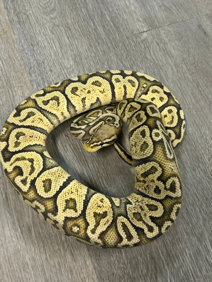 Hypo Pastel Granite Ball Python by Royal Ambassador Reptiles