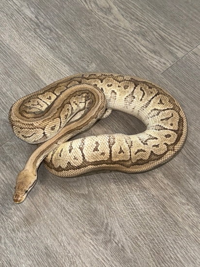 Pastel Mojave Pinstripe Het Vpi Axanthic Het Clown Ball Python by Royal ...
