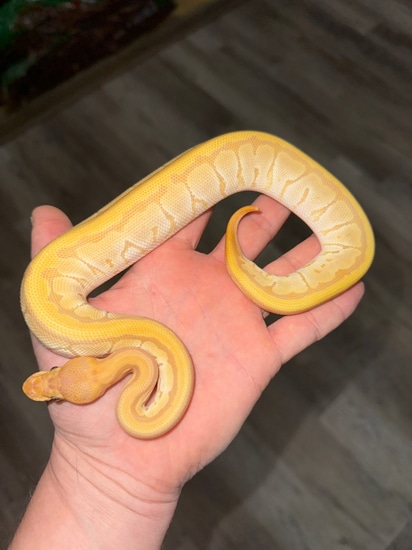Ultramel Mojave Pinstripe Het Clown Ball Python by Royal Ambassador ...