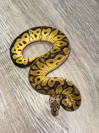 Pastel Clown Het Vpi Axanthic Ball Python by Royal Ambassador Reptiles