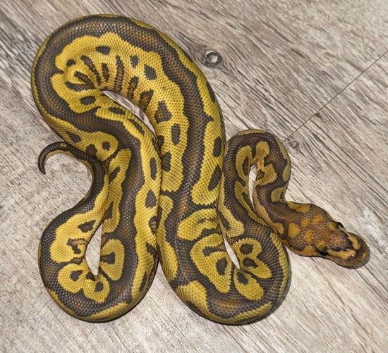 Hypo Clown Het Piebald Ball Python by Royal Ambassador Reptiles