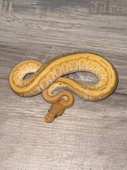 Pastel Mojave Pinstripe Ultramel Het Clown Male Ball Python by Royal ...