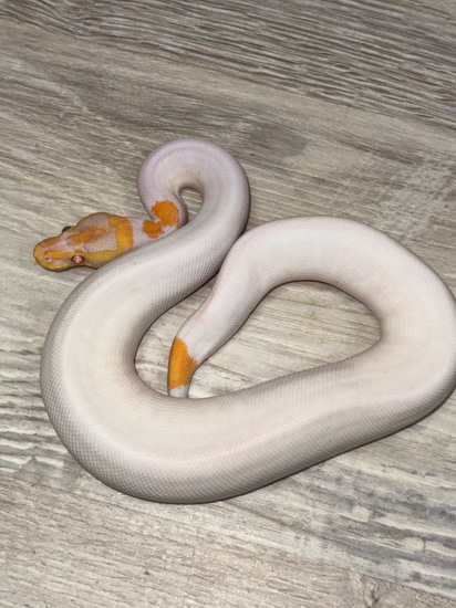 Orange Dream Yellowbelly Dreamsicle Ball Python by Royal Ambassador ...