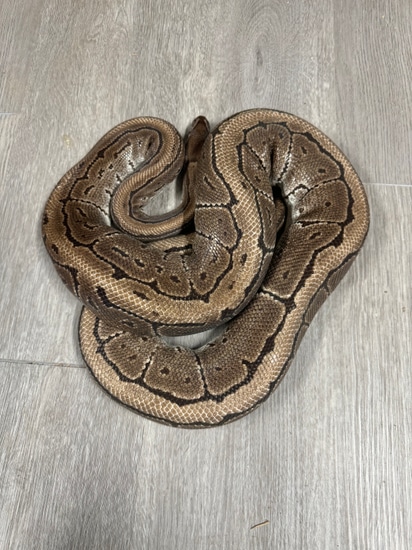 Pinstripe Vpi Axanthic Ball Python by Royal Ambassador Reptiles