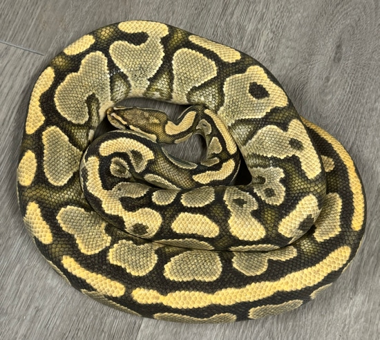 Hypo Yellowbelly Ball Python by Royal Ambassador Reptiles