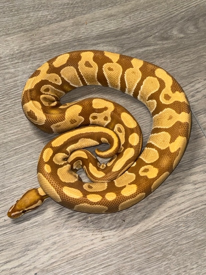 Ultramel Het Piebald Ball Python by Royal Ambassador Reptiles