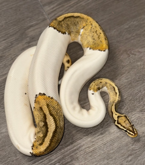 Hypo Pastel Piebald Ball Python by Royal Ambassador Reptiles