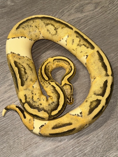 Hypo Pastel Piebald Ball Python by Royal Ambassador Reptiles