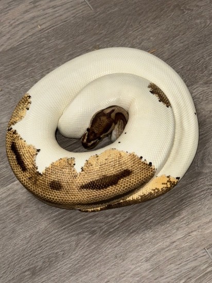 Orange Dream Leopard Piebald Ball Python by Royal Ambassador Reptiles