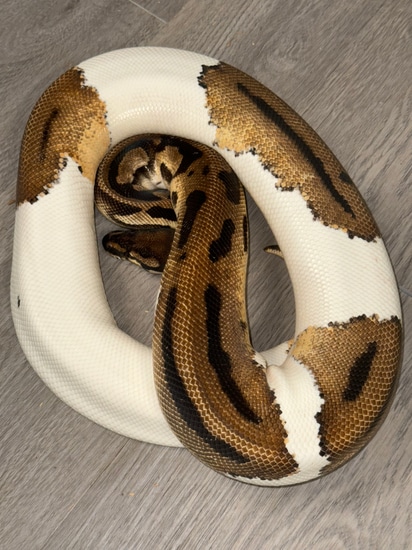 Orange Dream Leopard Piebald Ball Python by Royal Ambassador Reptiles
