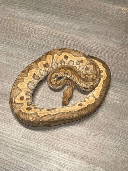 Phantom Clown Ball Python by Royal Ambassador Reptiles