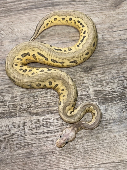 Pastel Cinnamon Hypo Clown Ball Python by Royal Ambassador Reptiles