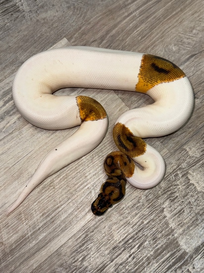 Orange Dream Clown Pied Het Hypo Ball Python by Royal Ambassador Reptiles