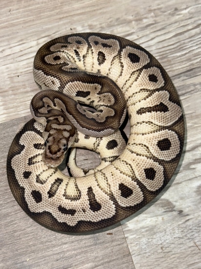 Axanthic Clown Ball Python by Royal Ambassador Reptiles
