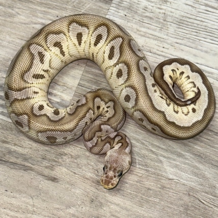 Royal Ambassador Reptiles - MorphMarket