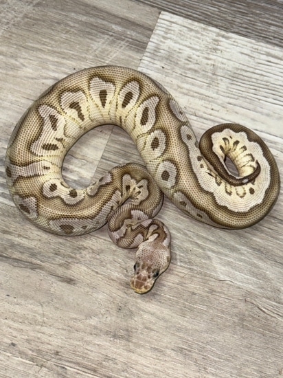 Axanthic Mojave Pastel Clown Ball Python by Royal Ambassador Reptiles
