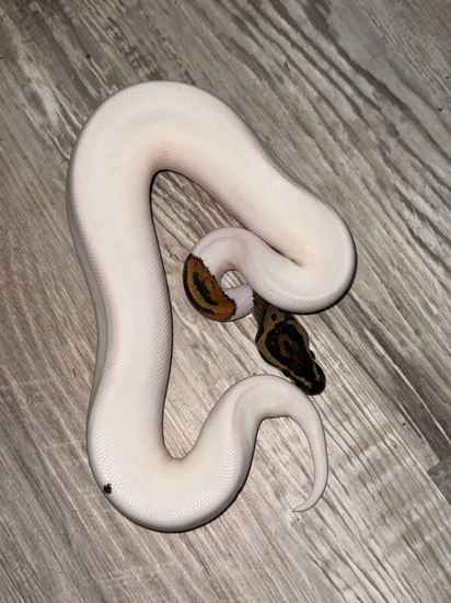 Piebald Het Hypo Het Clown Ball Python by Royal Ambassador Reptiles