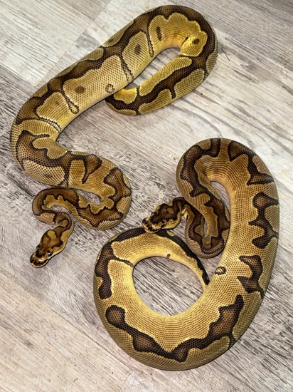 Enchi Clown Het Hypo Het Vpi Axanthic Het Desert Ghost Pair Ball Python ...