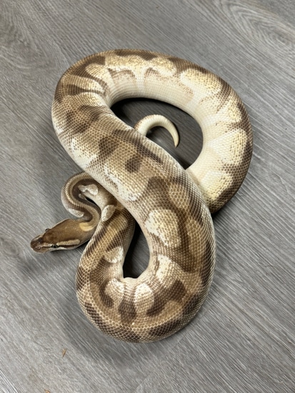 Enchi Fire Mojave Orange Dream Het Piebald Ball Python by Royal ...