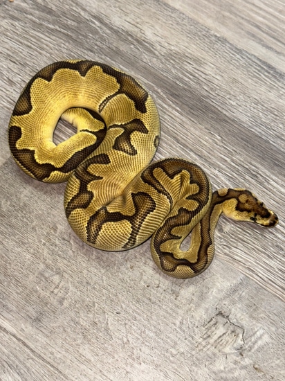 Enchi Clown Het Hypo Het Vpi Axanthic Het Desert Ghost Ball Python by ...