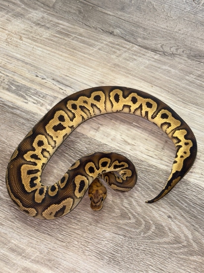 Clown Het Ultramel Het Piebald Ball Python by Royal Ambassador Reptiles