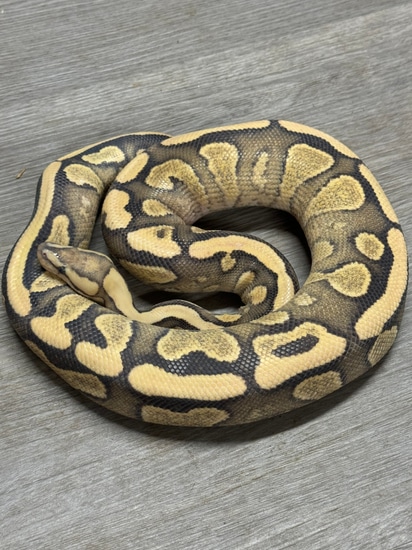 Red Stripe Yellow Belly Desert Ghost Het Clown 50% Het Gstripe Ball ...