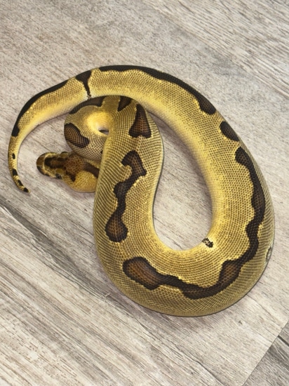 Enchi Blade Clown Het Genetic Stripe Ball Python by Royal Ambassador ...