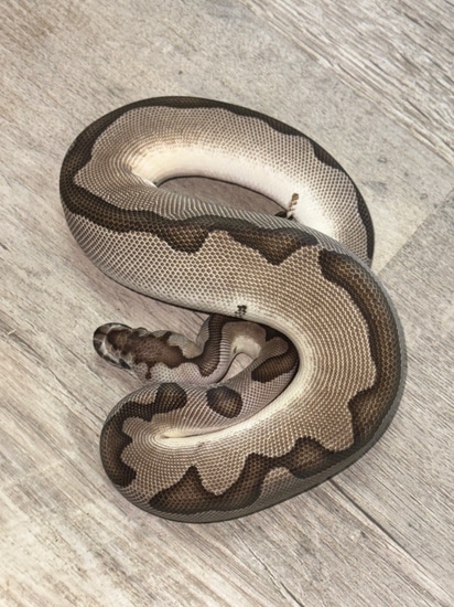 Enchi Axanthic Blade Clown Ball Python by Royal Ambassador Reptiles