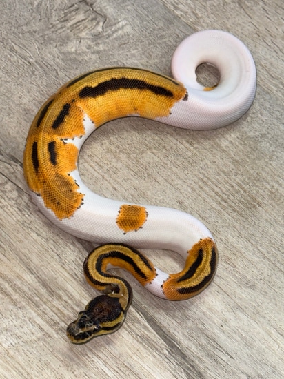 Orange Dream Piebald Het Candy Ball Python by Royal Ambassador Reptiles