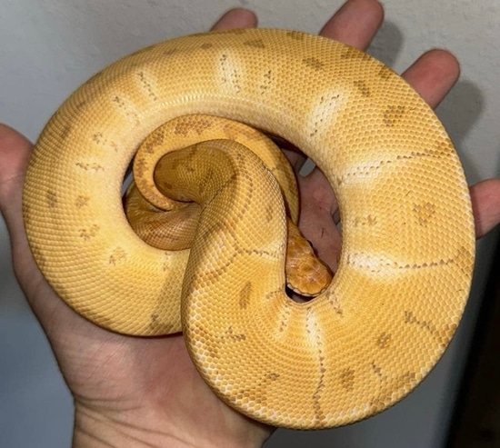 Ultramel Pinstripe Clown Ball Python by Royal Ambassador Reptiles