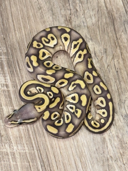 Hypo Pastel Mojave Het Vpi Axanthic Het Clown Ball Python by Royal ...