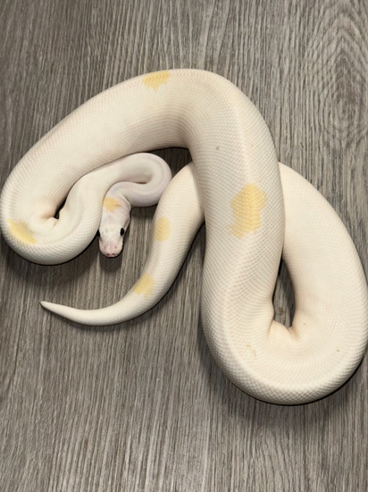 Super Fire Ball Python by Royal Ambassador Reptiles