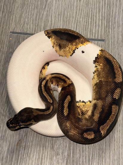 Piebald Ball Python by Royal Ambassador Reptiles