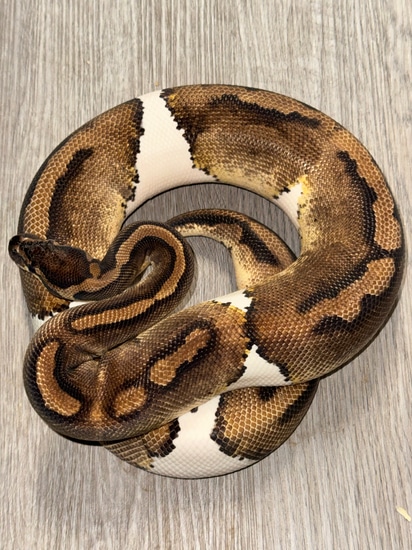 Piebald Ball Python by Royal Ambassador Reptiles