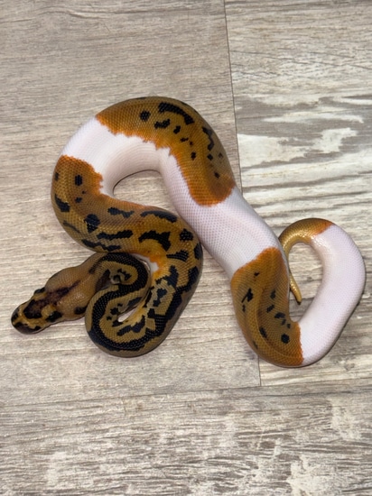 Leopard Clown Pied Ball Python by Royal Ambassador Reptiles