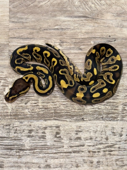 Yellow Belly Triple Het Hypo Vpi Axanthic Piebald Ball Python by Royal ...